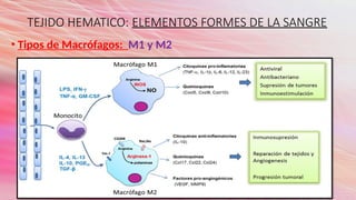TEJIDO HEMATICO enpdf para tu disfrute xd | PPT
