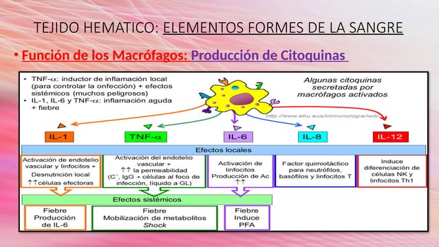 TEJIDO HEMATICO enpdf para tu disfrute xd | PPT