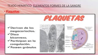 TEJIDO HEMATICO enpdf para tu disfrute xd | PPT