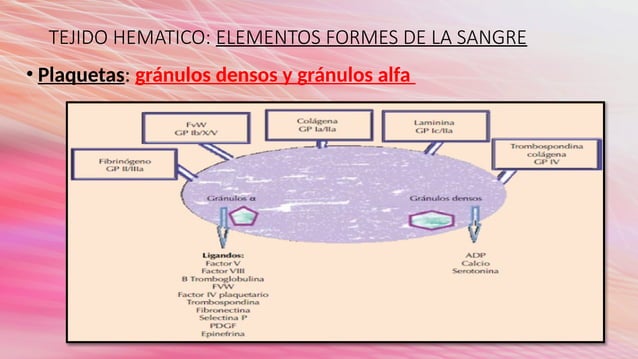 TEJIDO HEMATICO enpdf para tu disfrute xd | PPT