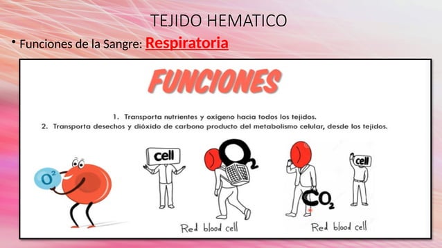 TEJIDO HEMATICO enpdf para tu disfrute xd | PPT