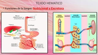 TEJIDO HEMATICO enpdf para tu disfrute xd | PPT