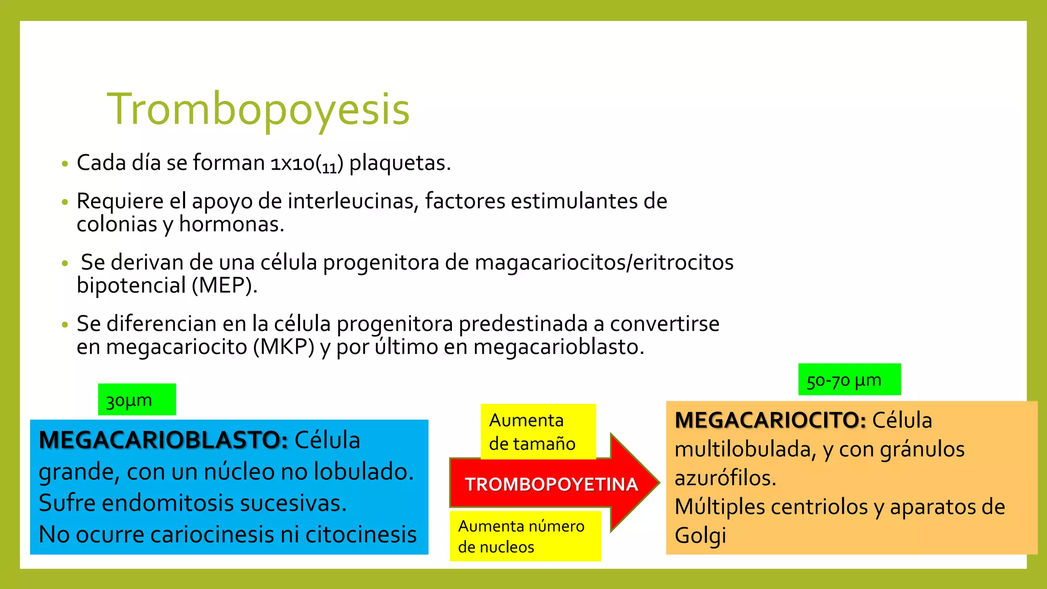 Hematopoyesis y trombopoyesis | PPTX