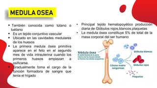 TEJIDO HEMATOPOYETICO.pptx