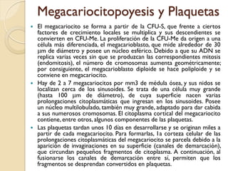 Tejido hematopoyético | PDF