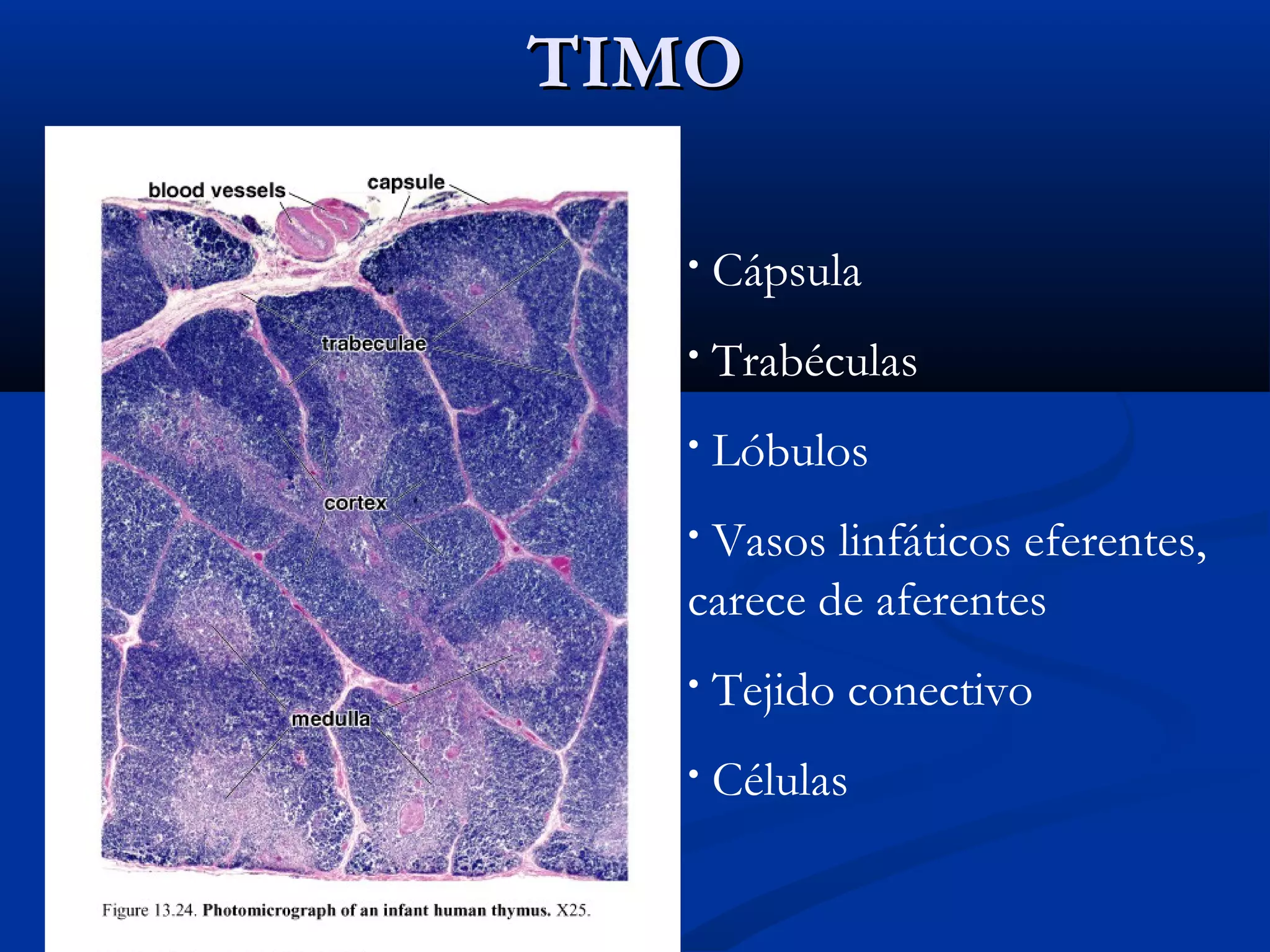Histología de tejido linfoide | PPT