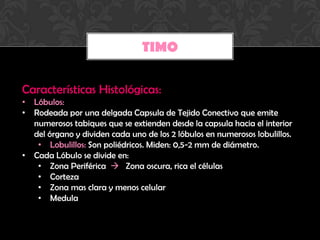 Tejido linfoides | PPTX