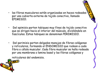 Tejido muscular | PPT