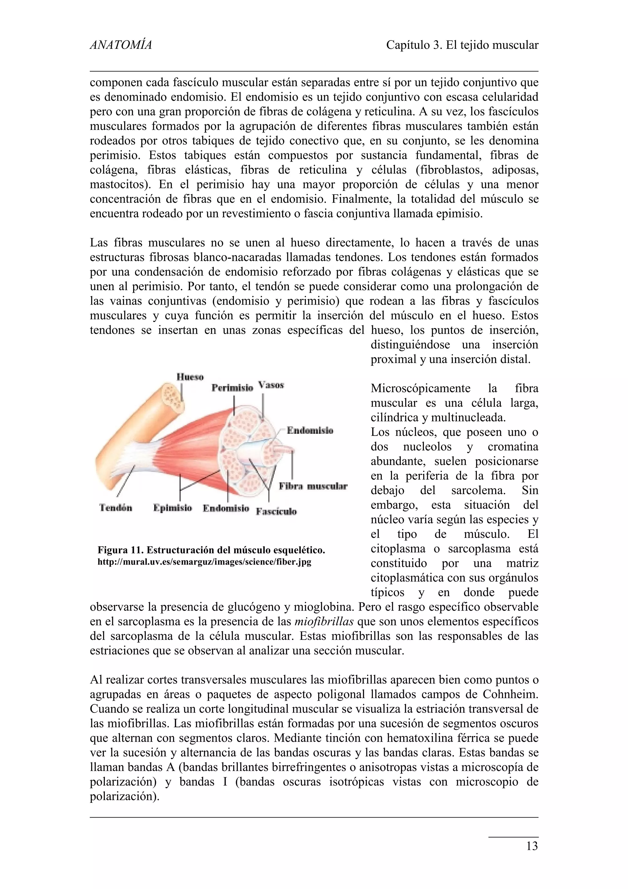 Tejido muscular | PDF | Biological Sciences | Science