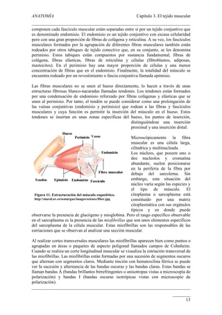 Tejido muscular | PDF