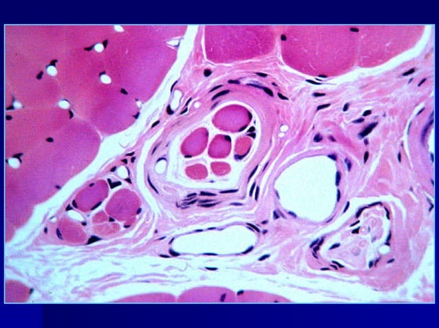 Histologia Tejido Muscular Dr Requena