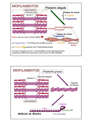 Tejido muscular | PDF