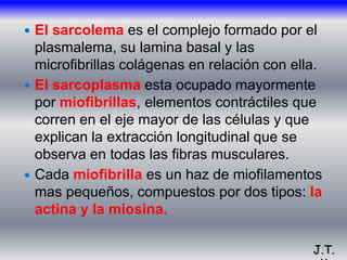 Tejido muscular | PPTX
