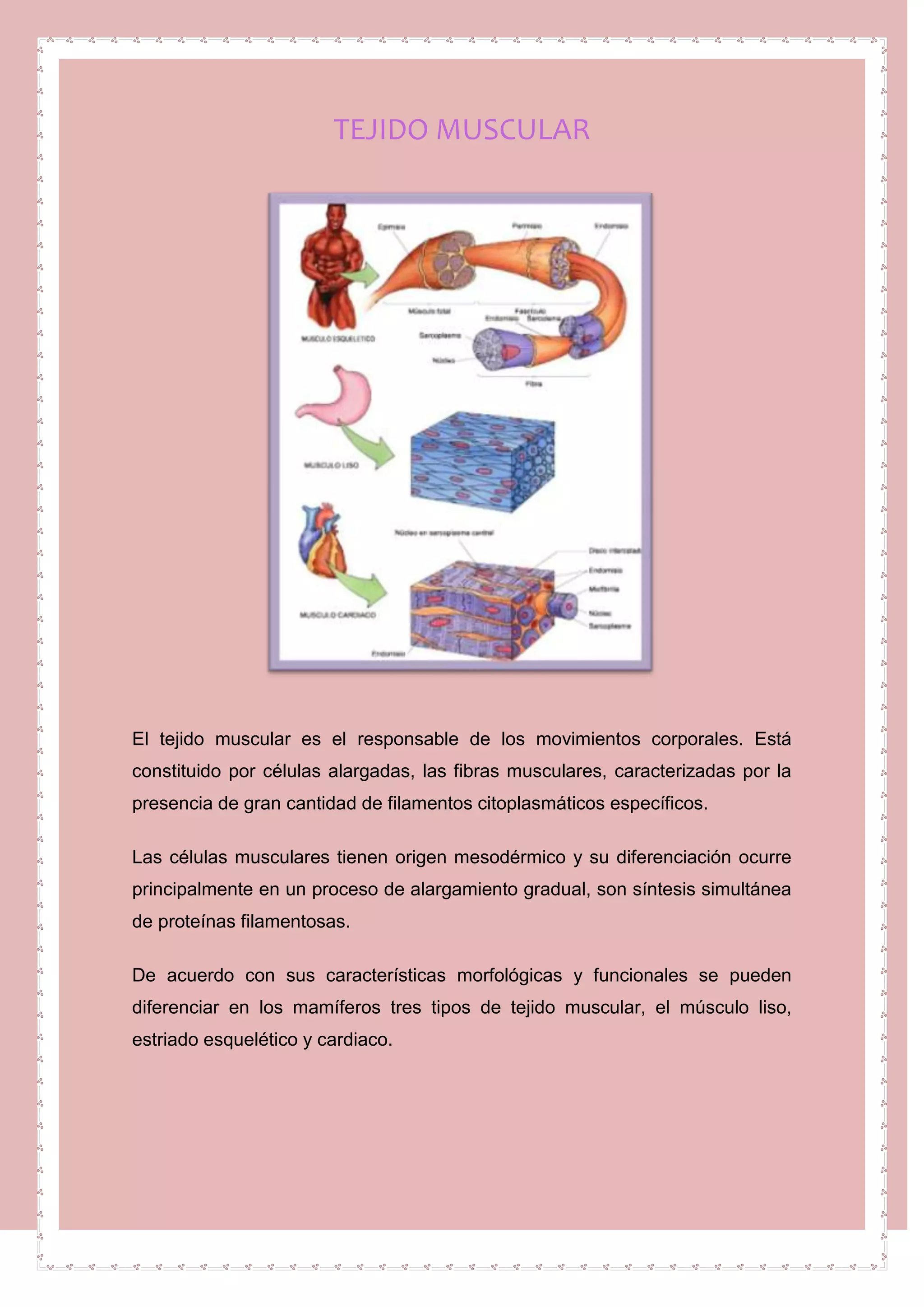 Tejido muscular | DOCX