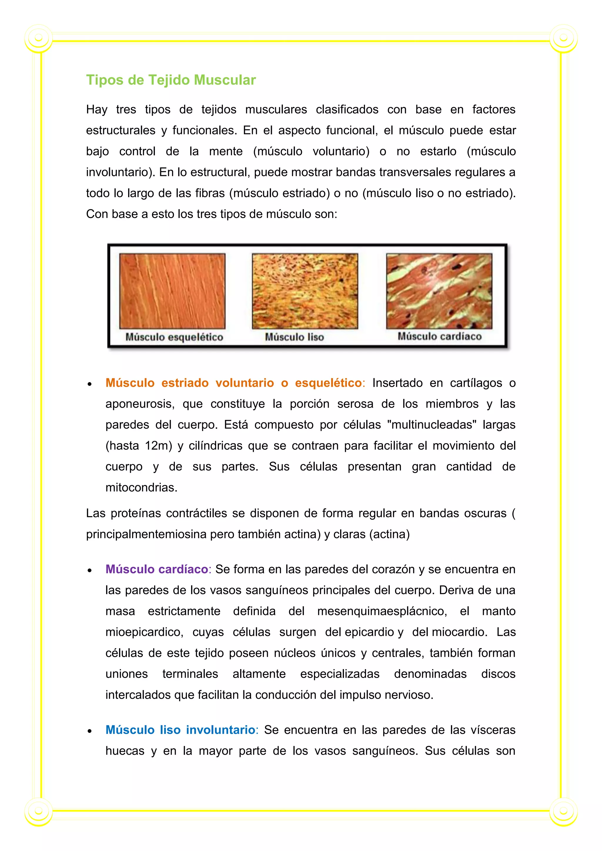 Tejido muscular | DOCX