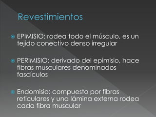 Tejido Muscular | PPTX