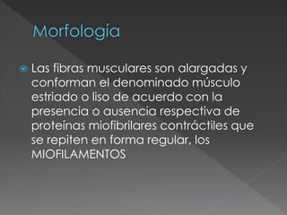 Tejido Muscular | PPTX