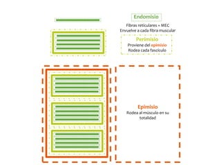 Tejido muscular | PPTX