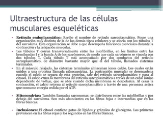 Tejido muscular | PDF