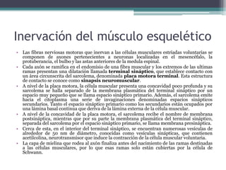 Tejido muscular | PDF