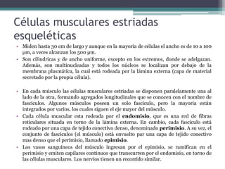 Tejido muscular | PDF