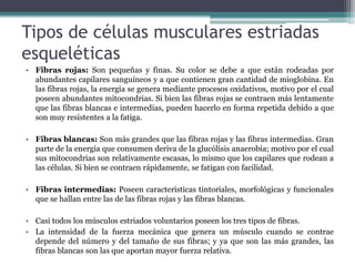 Tejido muscular | PDF