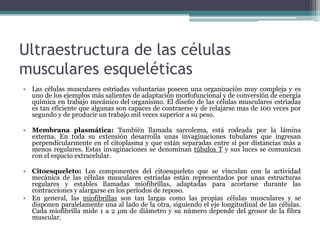 Tejido muscular | PDF