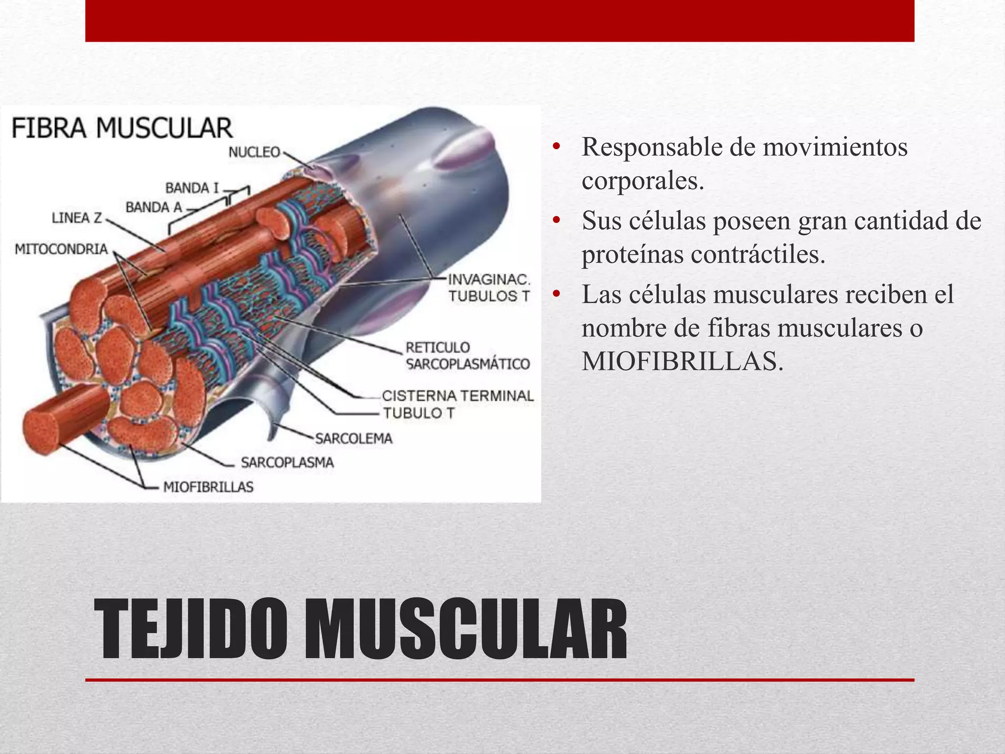Tejido muscular | PPTX