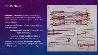 Tejido muscular. | PPTX