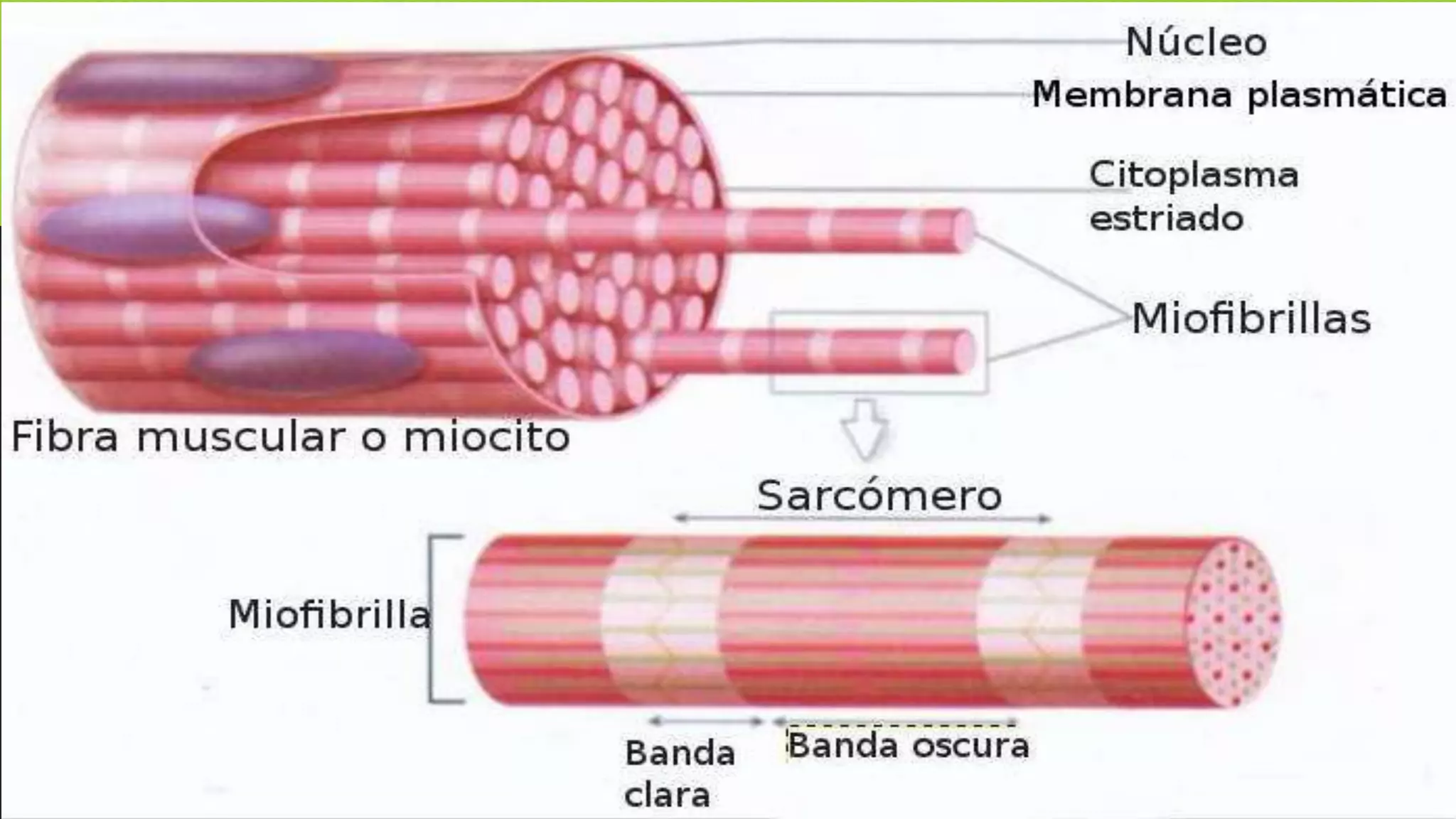 Tejido muscular | PPT