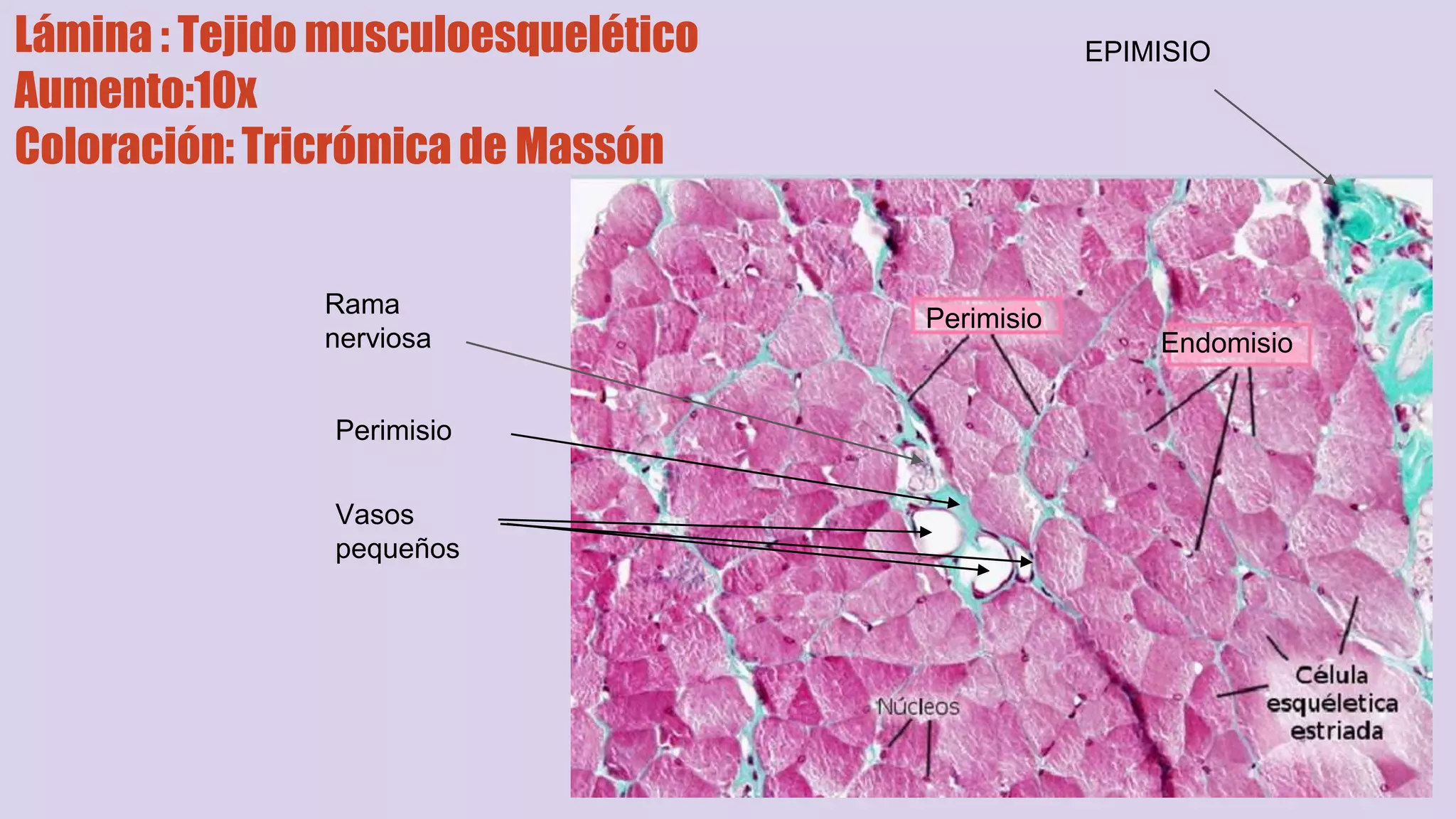 Tejido muscular | PPTX
