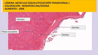Tejido muscular | PPTX
