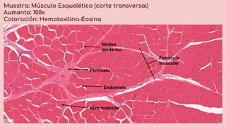 Tejido muscular | PPTX