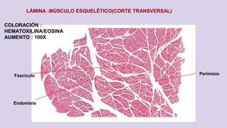 Tejido muscular | PPTX