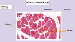 Tejido muscular | PPTX