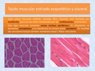 tejido muscular.pptx