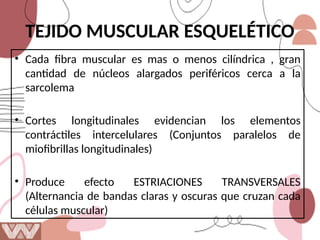 Histología del Tejido muscular estriado, liso.pptx