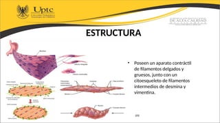 TEJIDO MUSCULAR.pptx Tej Muscular, Histologia | PPTX