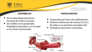 TEJIDO MUSCULAR.pptx Tej Muscular, Histologia | PPTX
