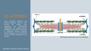 Tejido Muscular Esquelético - Ross 8va.pptx