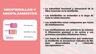 TEJIDO MUSCULAR-GRUPO 4.pdf