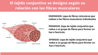 TEJIDO MUSCULAR-GRUPO 4.pdf