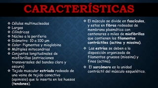 TEJIDO MUSCULAR HISTOLOGIA | PPTX