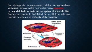 TEJIDO MUSCULAR HISTOLOGIA | PPTX