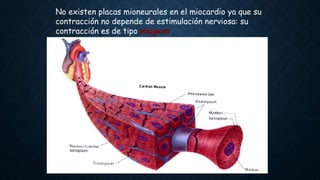 TEJIDO MUSCULAR HISTOLOGIA | PPTX