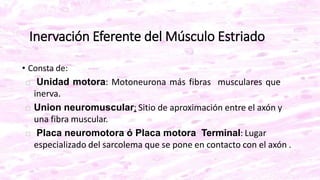 TEJIDO MUSCULAR - YHP.pptx