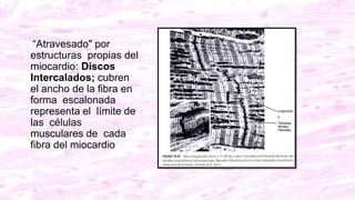 TEJIDO MUSCULAR - YHP.pptx