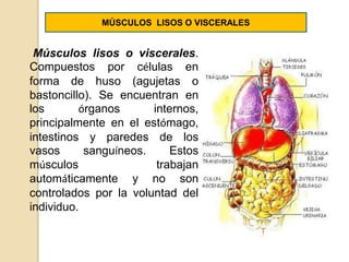 Tejido Muscular | PPTX