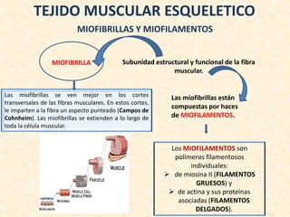 TEJIDO MUSCULAR. HISTOLOGIA MEDICINA .pdf