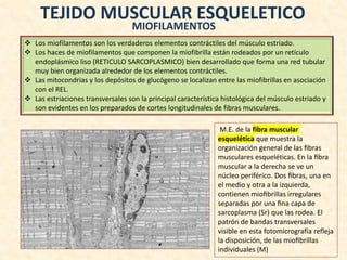 TEJIDO MUSCULAR. HISTOLOGIA MEDICINA .pdf